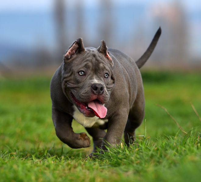 Chú chó Bully nổi tiếng vì hành động dễ thương khi "em gái” sắp chào đời