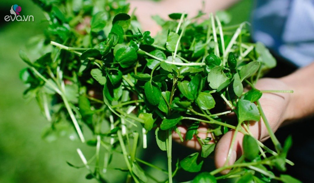 18 loại rau lá được CDC Mỹ công nhận tốt nhất thế giới, số 1 là loại ...