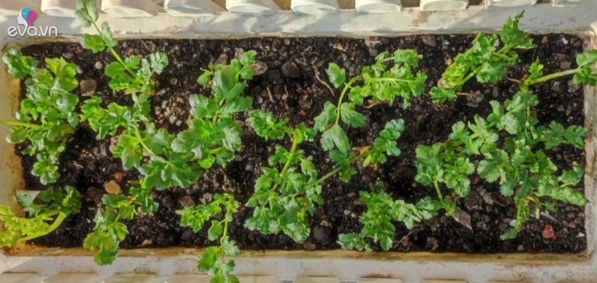 4 loại rễ rau đừng vứt vào thùng rác, hãy trồng vào chậu chúng sẽ phát ...