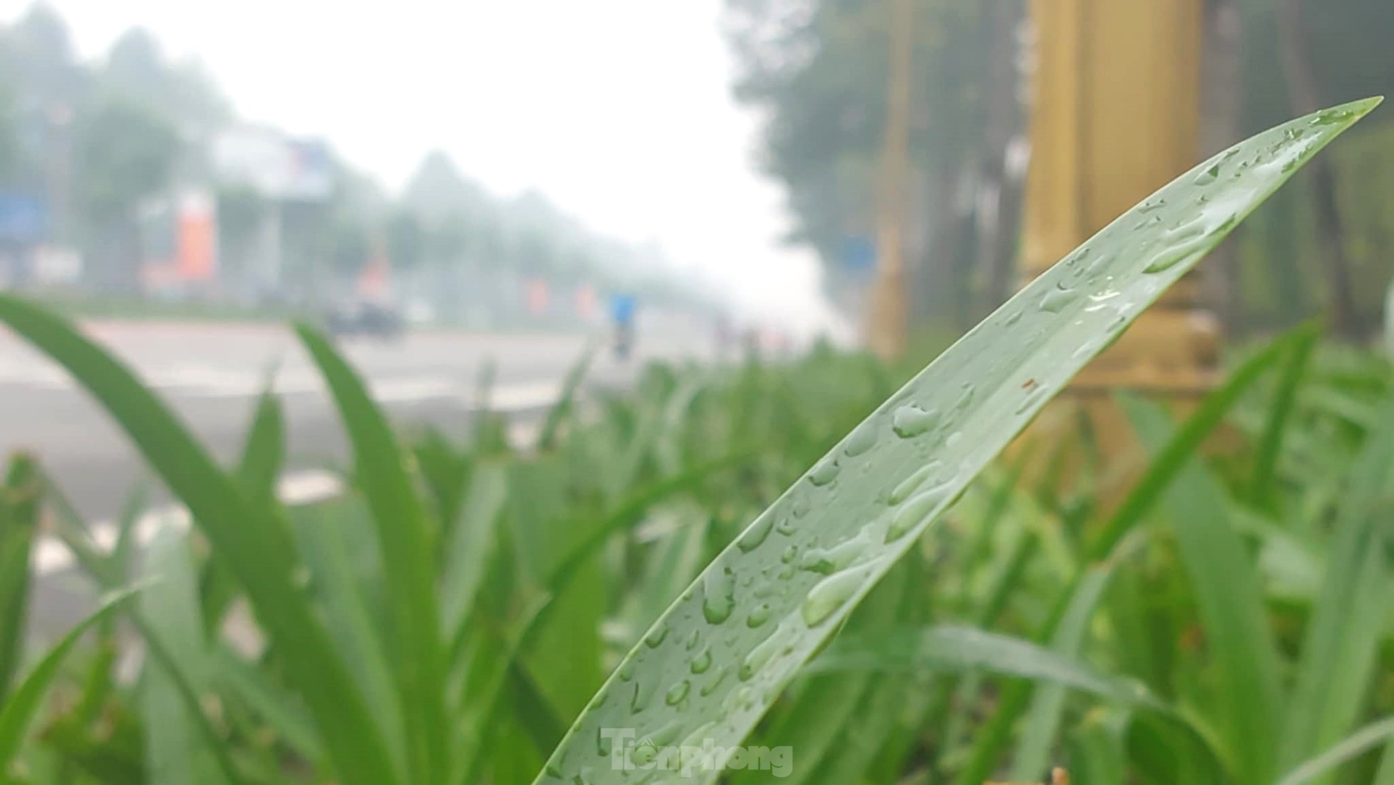 Sương mù bao phủ, đường phố Bình Dương huyền ảo như Đà Lạt