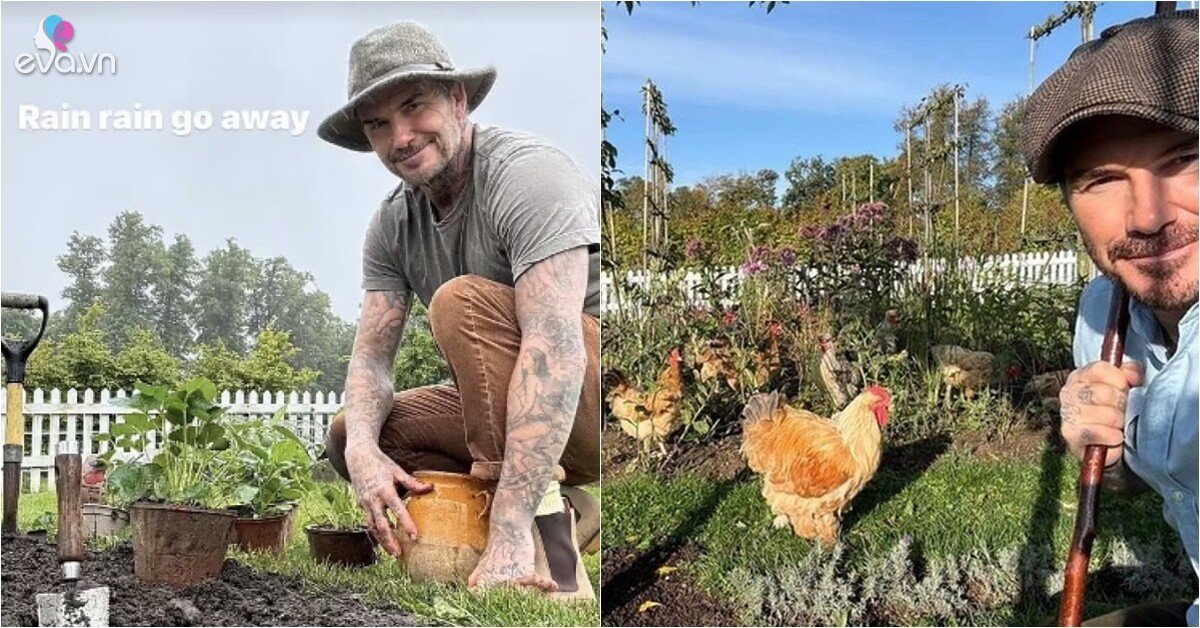 Là triệu phú giàu kếch xù nhưng giờ David Beckham thích làm nông dân ...