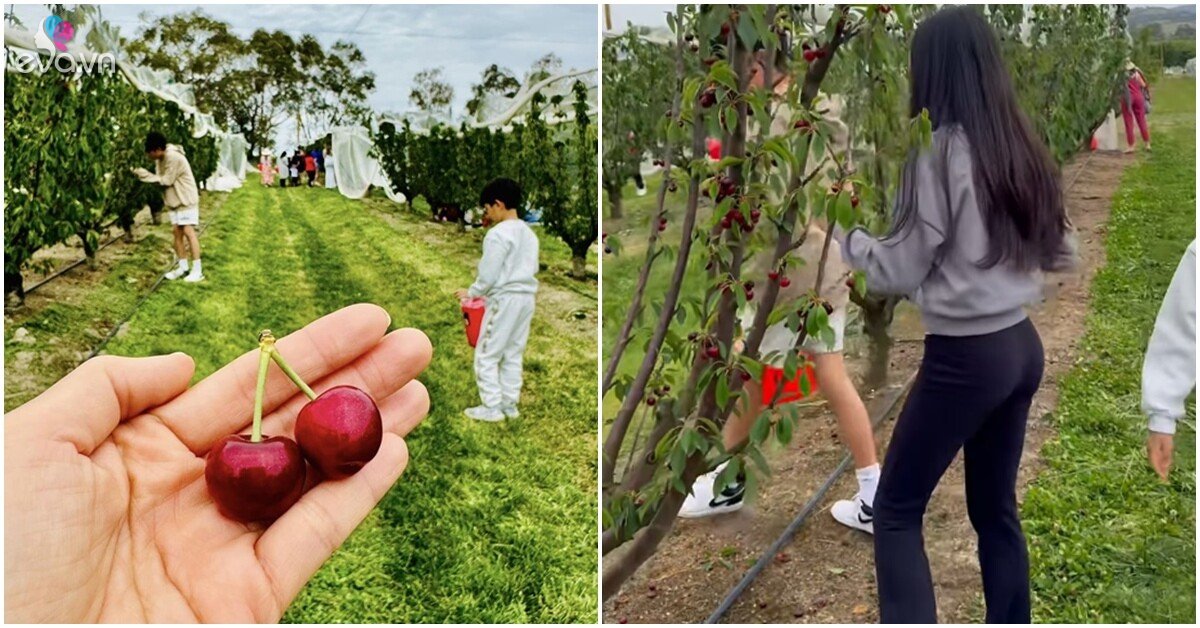 Ốc Thanh Vân quay clip đi hái cherry ai cũng chú ý bé Cola, thiếu nữ 11 tuổi hợp nước Úc, chân ...