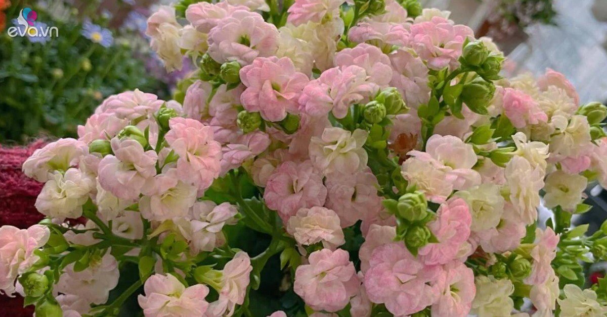 Sau 10 năm trồng hoa, tôi quyết định chỉ trồng 1 loại hoa vào mùa đông ...