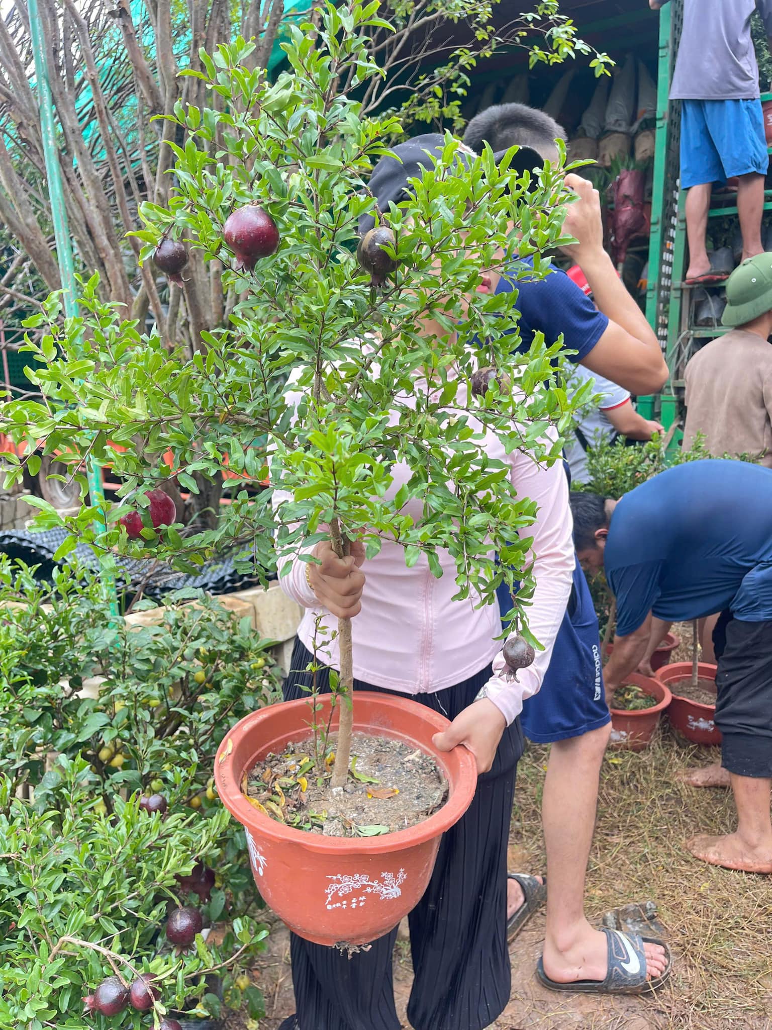 Cây ăn quả quen thuộc lên chậu thành bonsai thu hút tài lộc, quả lúc ...