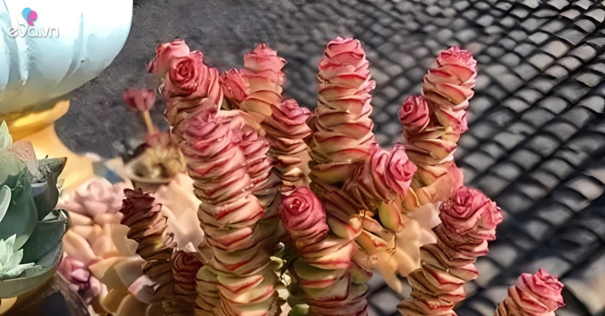 5 loại cây được giới nhà giàu ưa chuộng