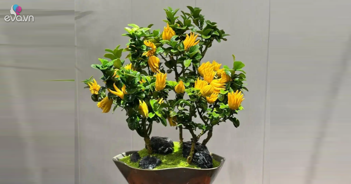 4 loại cây được ví như thần tài trong nhà, giúp gia chủ an yên