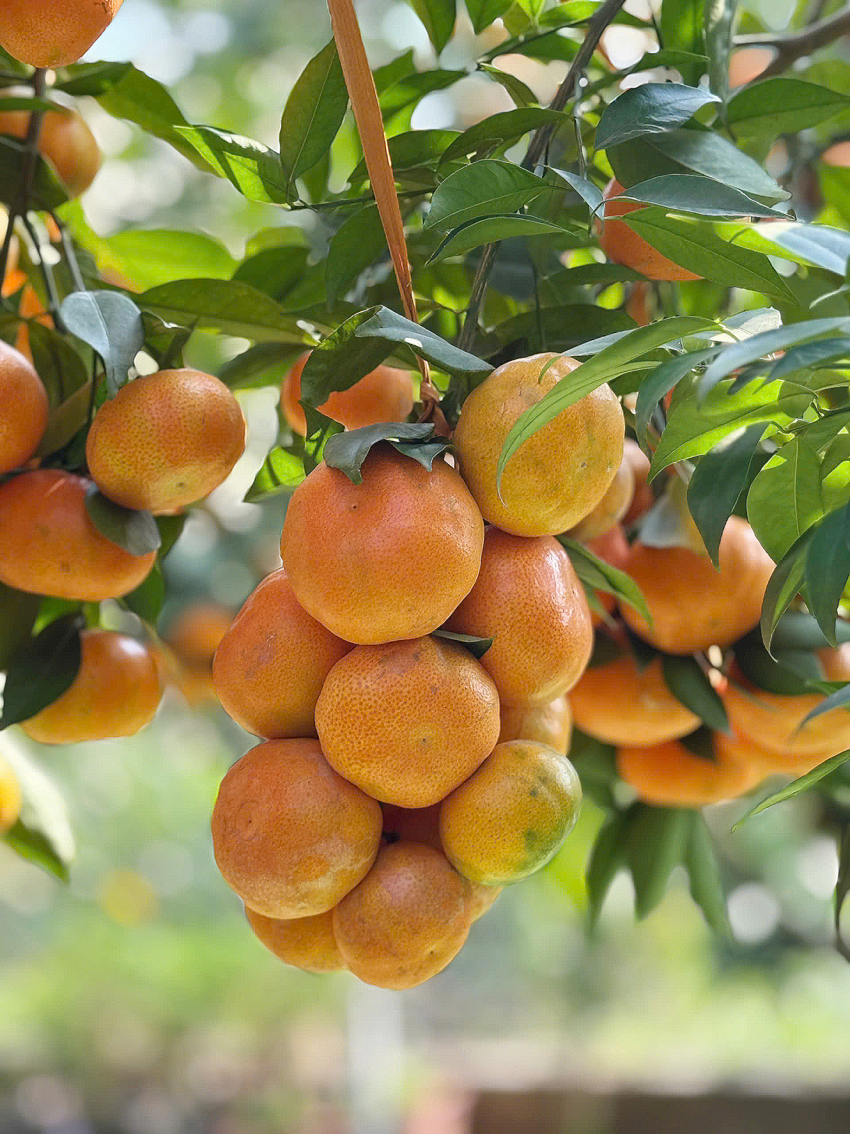 Vườn cam quả dày như chùm nho của đại tá về hưu