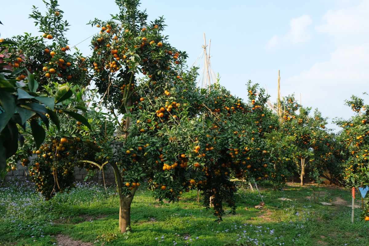Vườn cam quả dày như chùm nho của đại tá về hưu