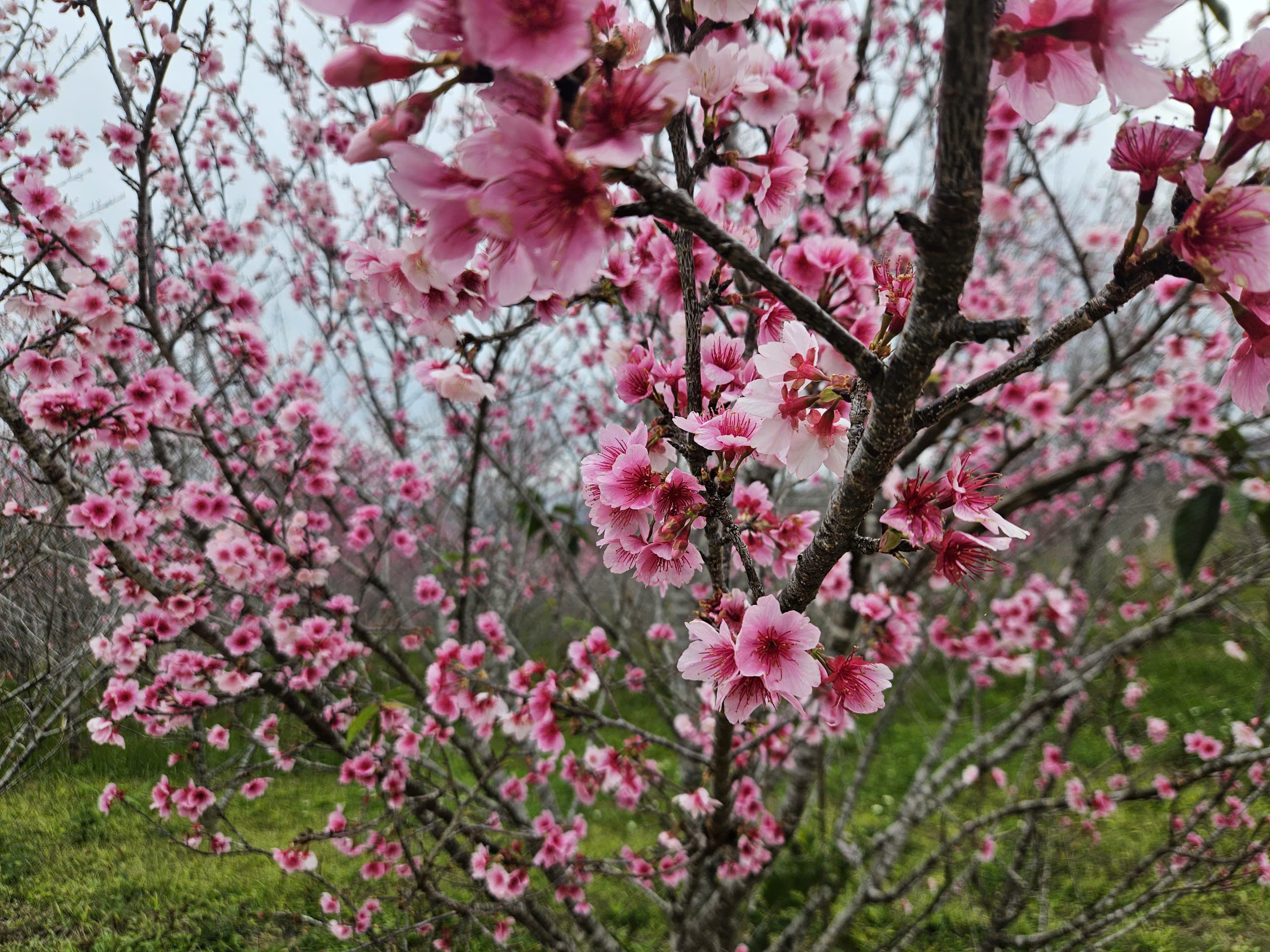 Check-in rừng hoa anh đào Nhật Bản đang nở rộ ở Điện Biên