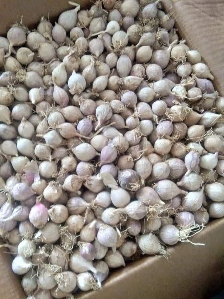 Đặc sản dưới lòng đất được ví như lộc trời ở Sơn La, giá đắt đỏ vẫn hút ...