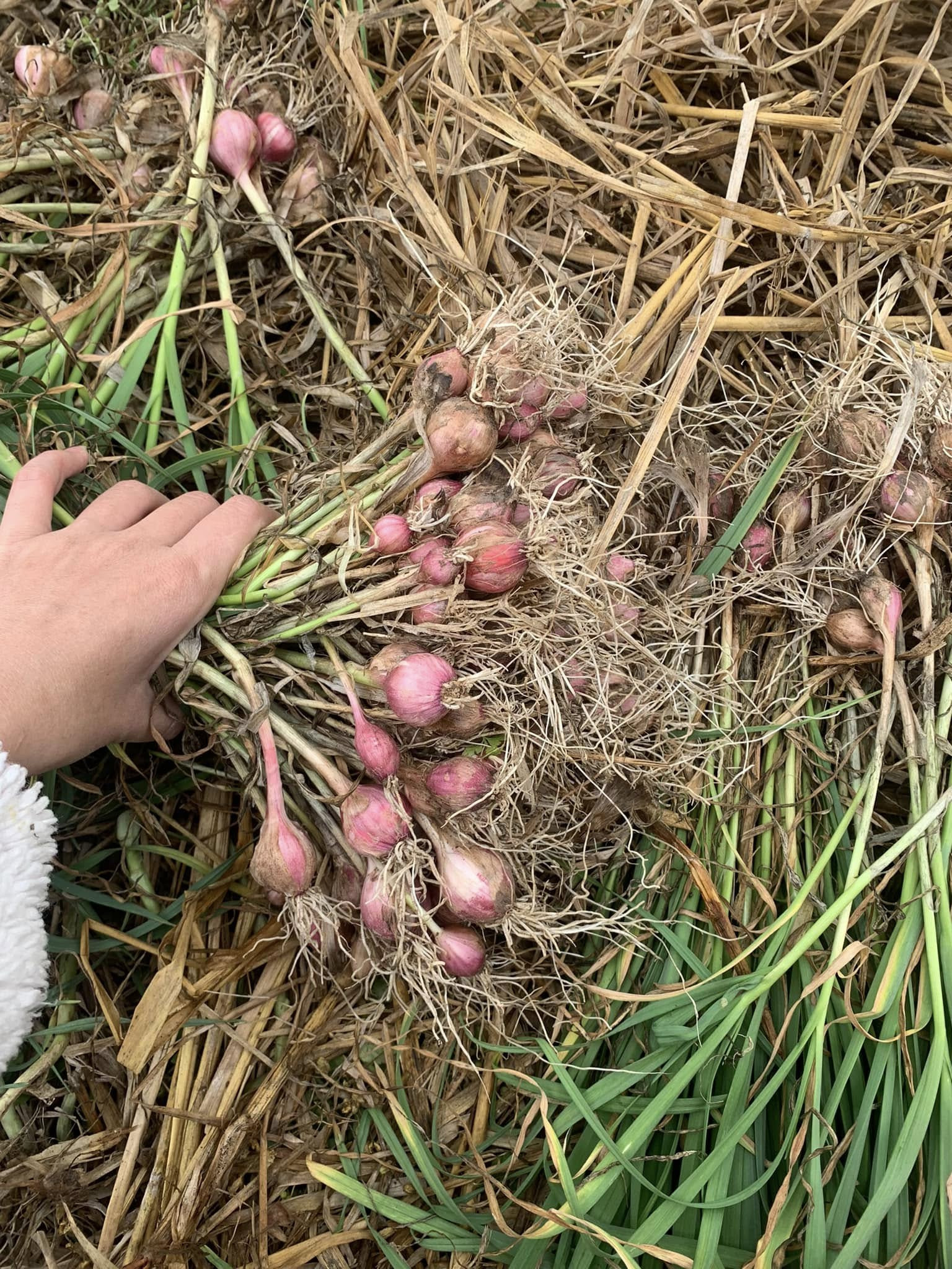 Đặc sản dưới lòng đất được ví như lộc trời ở Sơn La, giá đắt đỏ vẫn hút ...