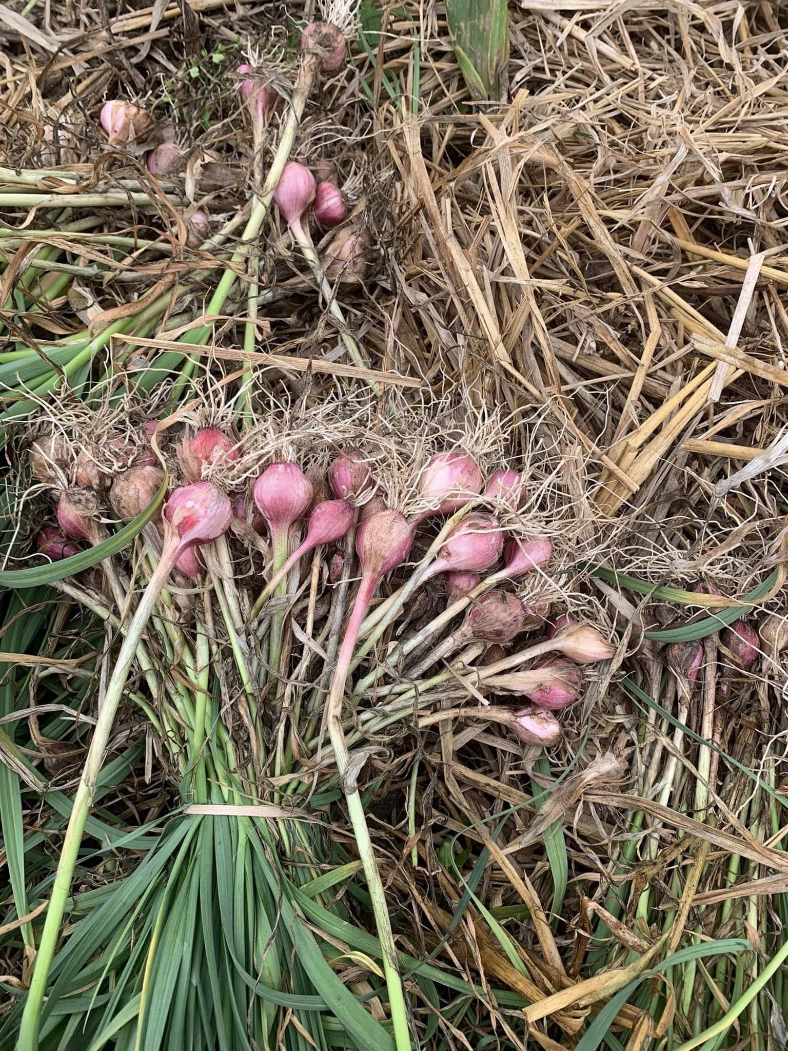 Đặc sản dưới lòng đất được ví như lộc trời ở Sơn La, giá đắt đỏ vẫn hút ...