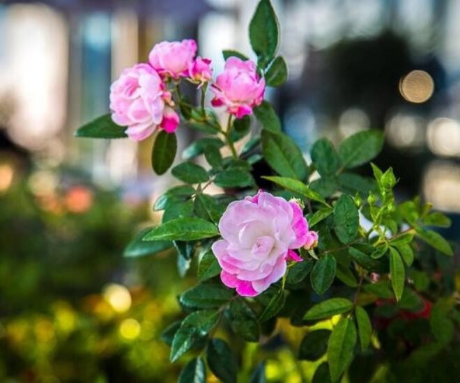 Con át chủ bài của phụ nữ không phải hôn nhân hay con cái mà là 3 điều này