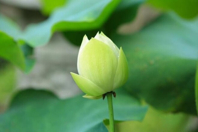 Con át chủ bài của phụ nữ không phải hôn nhân hay con cái mà là 3 điều này