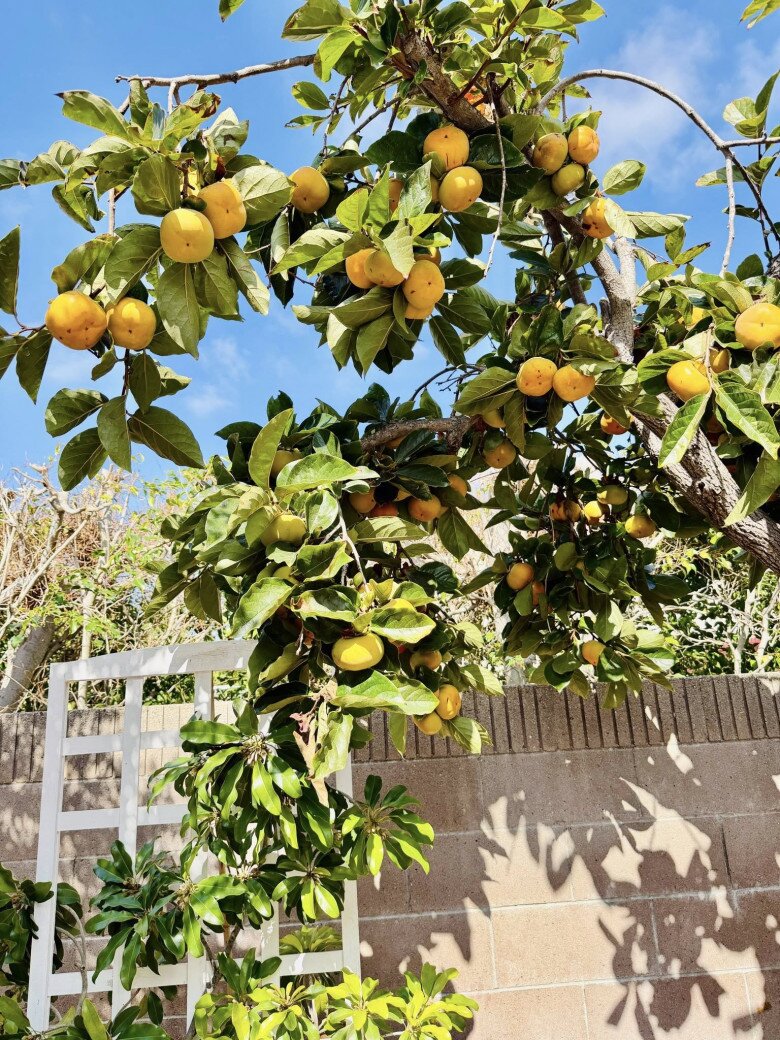 Vườn tuyệt đẹp trong biệt thự 30 tỷ của danh hài Thúy Nga: Ngập tràn sen đá, trái cây lúc lỉu ...