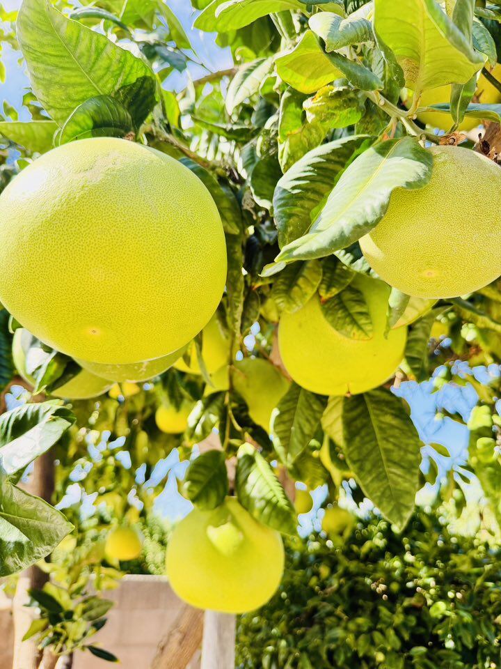 Vườn tuyệt đẹp trong biệt thự 30 tỷ của danh hài Thúy Nga: Ngập tràn sen đá, trái cây lúc lỉu ...