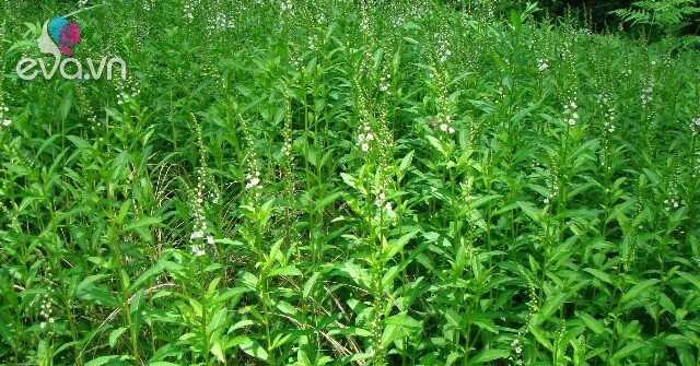 Loại rau tên đẹp như những vì sao lại là rau dại mọc đầy xưa chỉ người ...