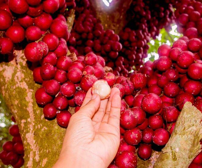 Loại quả màu đỏ mọc chi chít từ cành xuống thân là đặc sản Đắk Lắk, vị ...