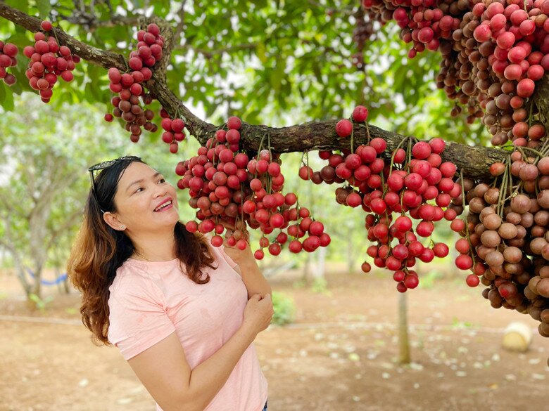 Loại quả màu đỏ mọc chi chít từ cành xuống thân là đặc sản Đắk Lắk, vị ngon ngọt ai ăn một lần ...
