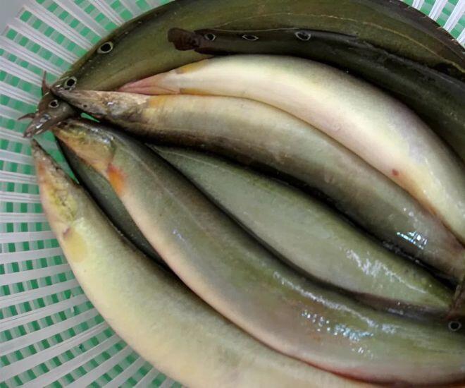 Loại cá ở quê được ví như "nhân sâm dưới nước”, giúp dưỡng thận, sáng ...