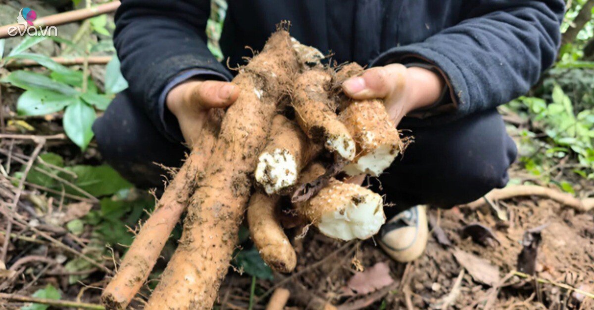 Trồng loại cây cho củ được ví "bổ như sâm”, cứ 8 tháng là thu hoạch ...