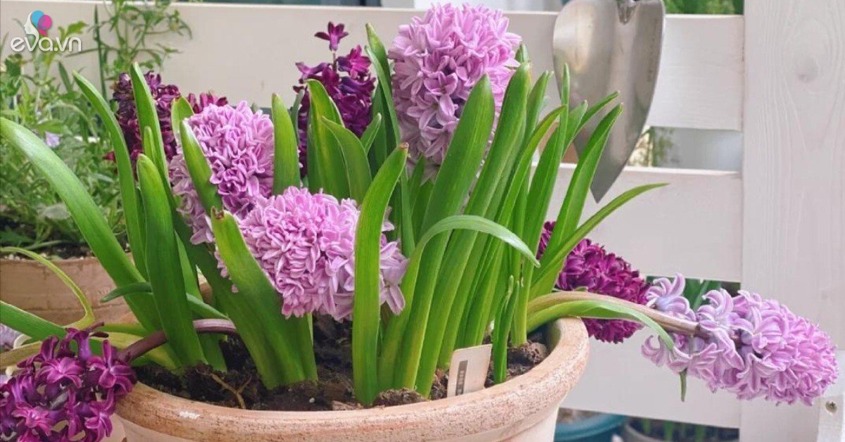 Loài hoa này thơm như nước hoa, trồng trong nhà giúp hút lộc nhưng nay bị nhiều người cho vào ...