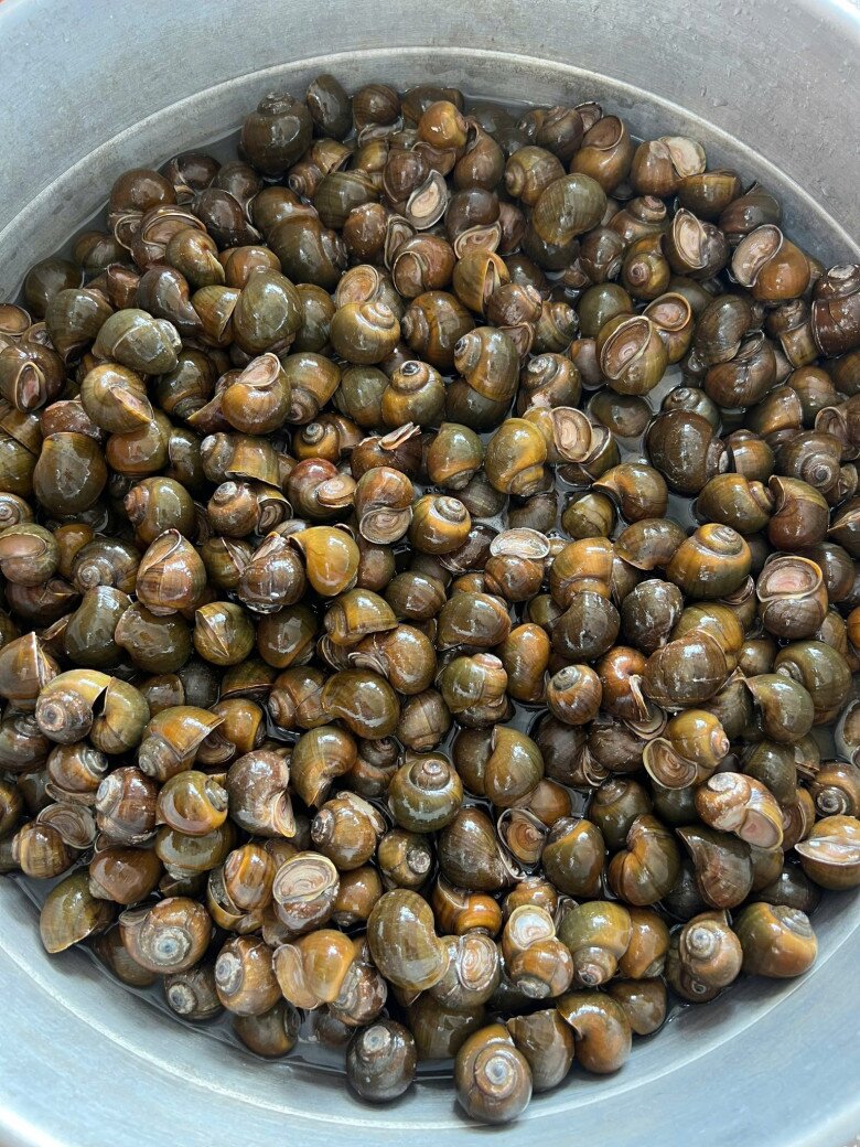 Lộc trời ẩn trong bùn đất, xưa dành cho người nghèo nay thành đặc sản ...