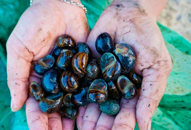 Lộc trời ẩn trong bùn đất, xưa dành cho người nghèo nay thành đặc sản ...